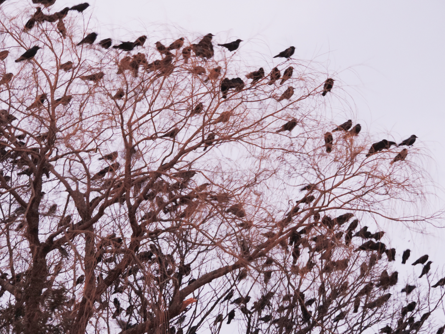 Crows | News, Sports, Jobs - Times Observer